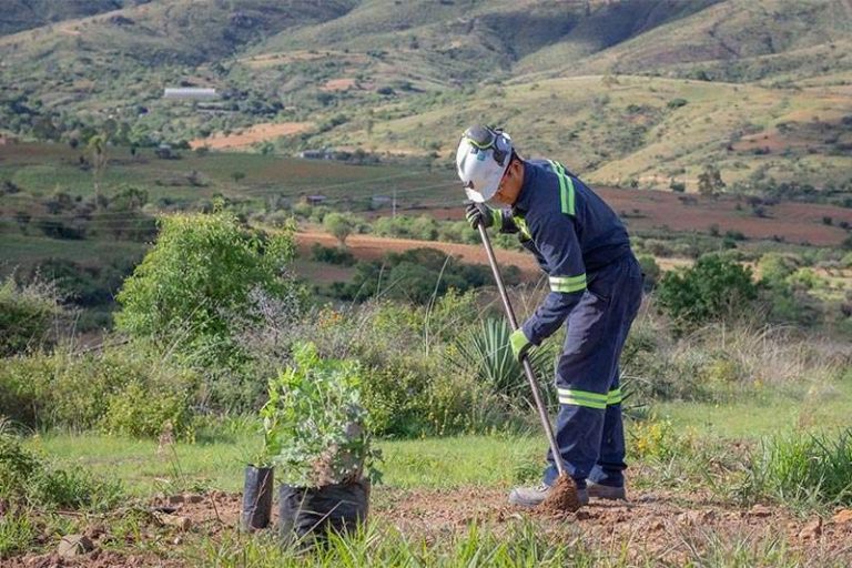 Compañía Minera Cuzcatlán Celebra el Día Internacional del Árbol con un ...